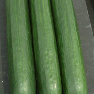 Cucumber - Select Seeds