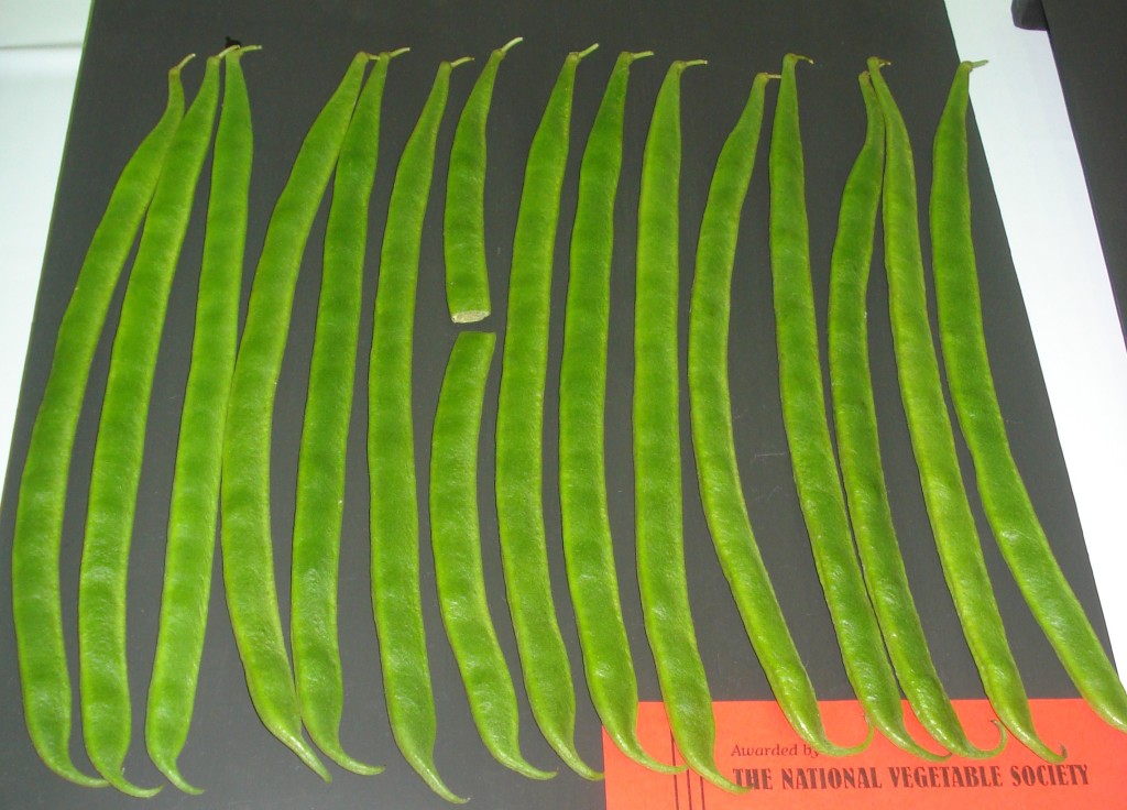 Runner Bean - Moonlight MOONLIGHT Select Seeds