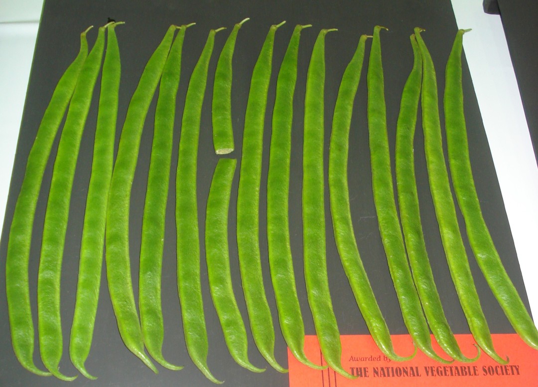 Runner Bean - Moonlight MOONLIGHT Select Seeds