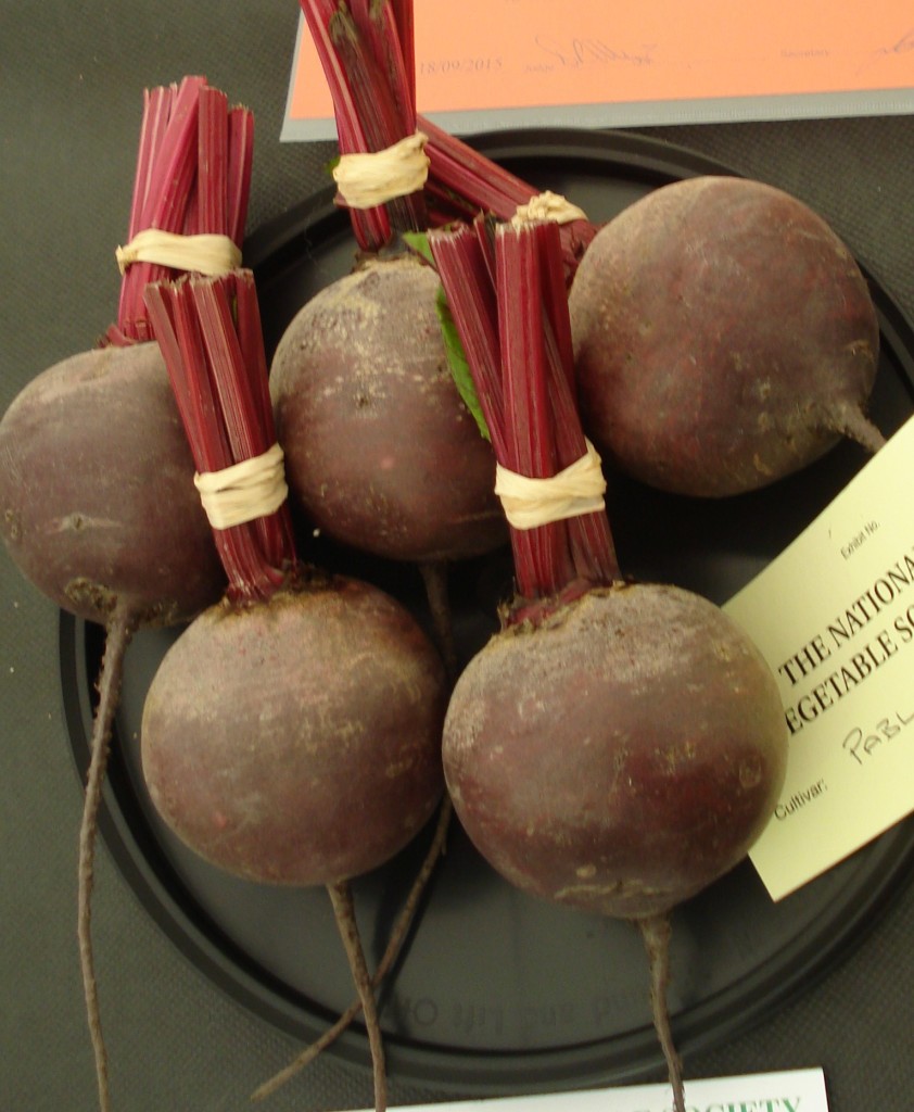 Beetroot - Pablo F1 PABLO F1 (200 seeds) Select Seeds