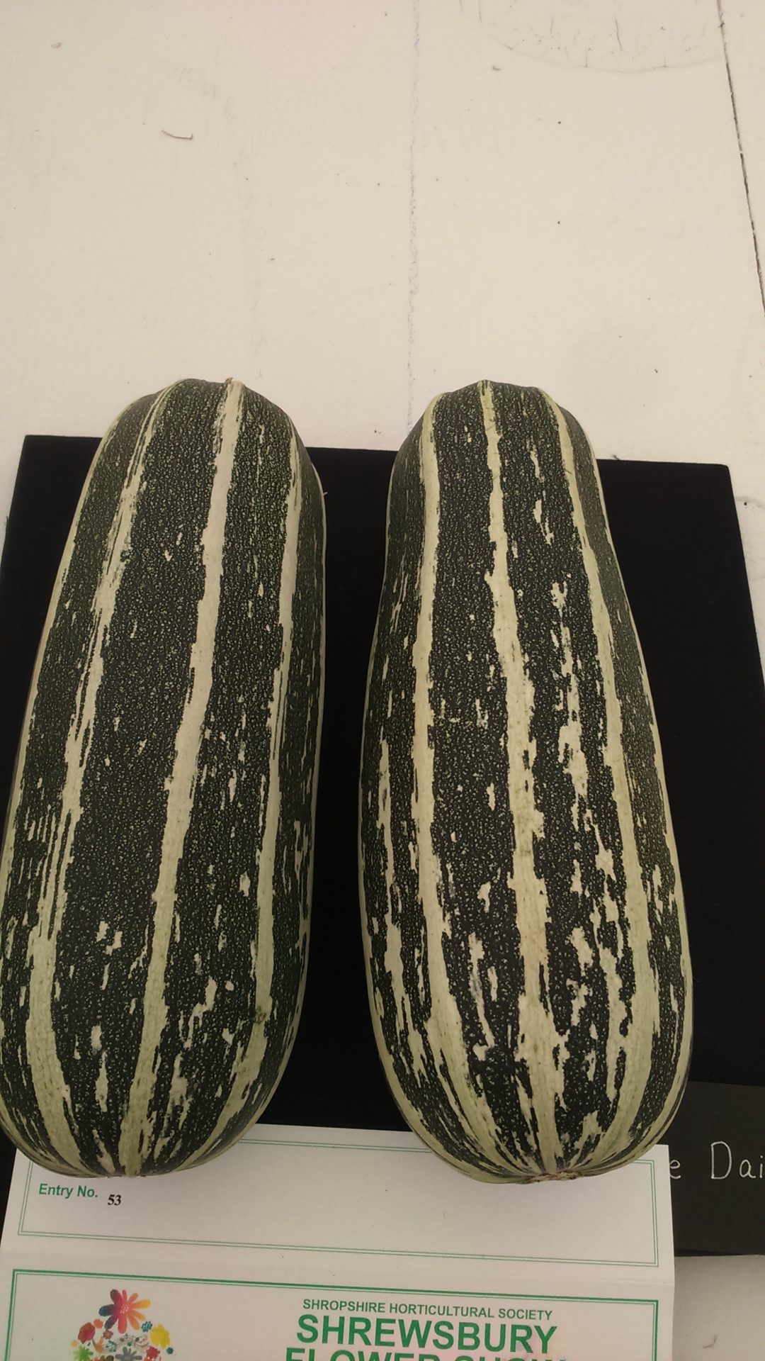 Marrow - Bush Baby F1 BUSH BABY F1 (10 seeds) Select Seeds