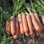 Carrot | Select Seeds