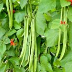 Runner | Select Seeds